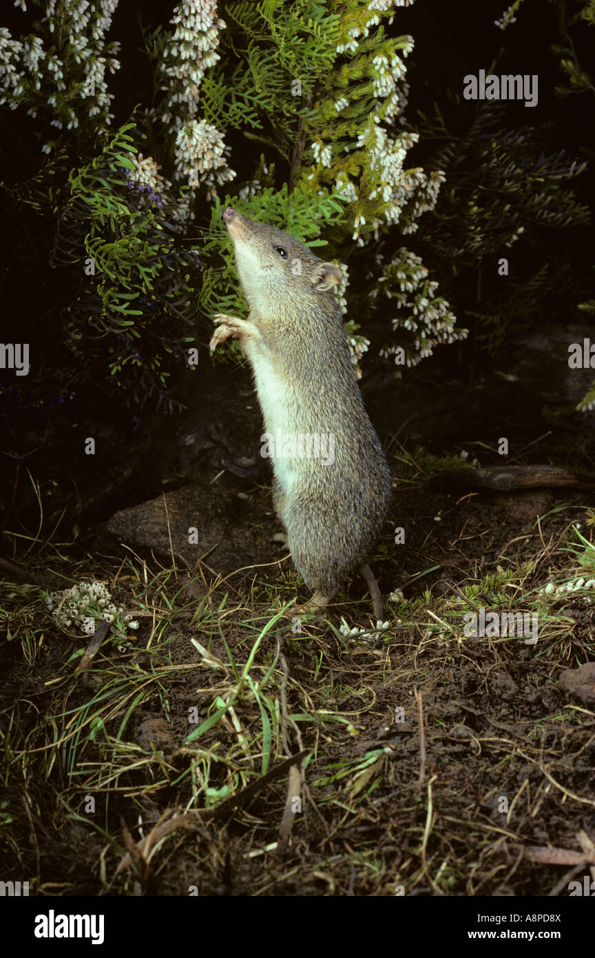 Southern Brown Bandicoot Isoodon obesulus Photographed in Tasmania ...