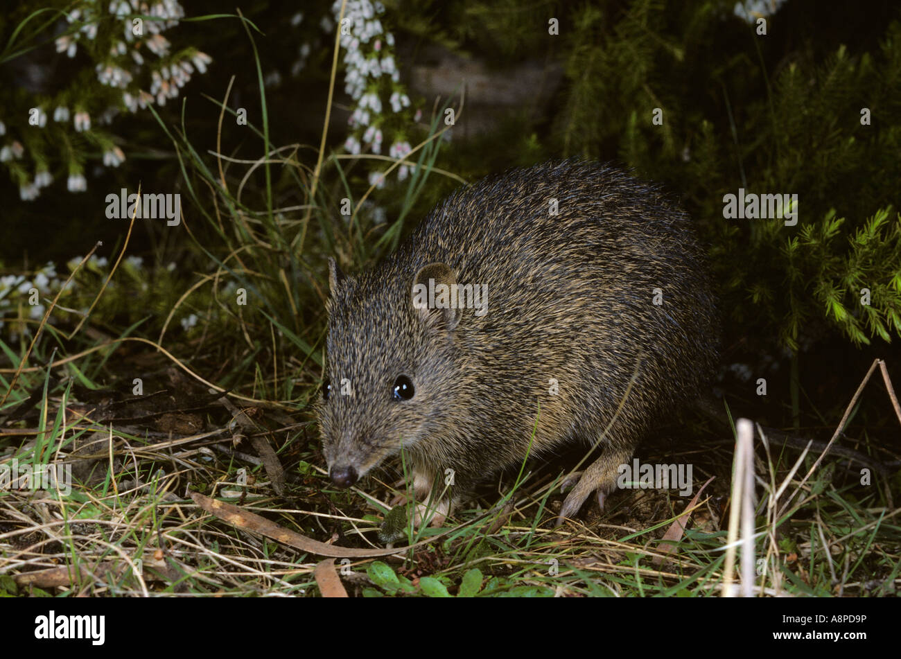 Southern brown bandicoot isoodon obesulus hi-res stock photography and ...