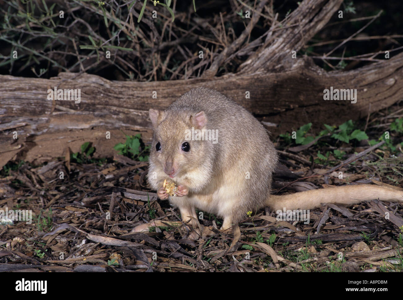 Burrowing Bettong Boodie Bettongia lesueur Endangered species ...