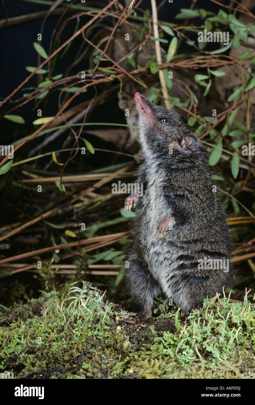 Dusky Antechinus Antechinus swainsonii Photographed in Tasmania ...