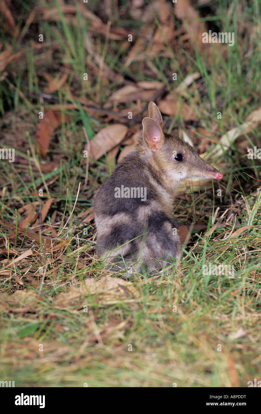 Eastern Barred Bandicoot Parameles gunii Photographed in Tasmania ...