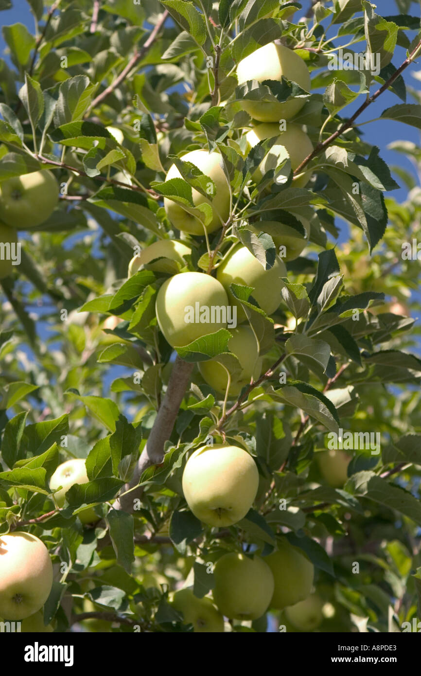 Healthy tree limbs hi-res stock photography and images - Alamy
