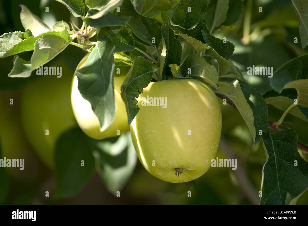 Healthy Tree Limbs High Resolution Stock Photography and Images - Alamy