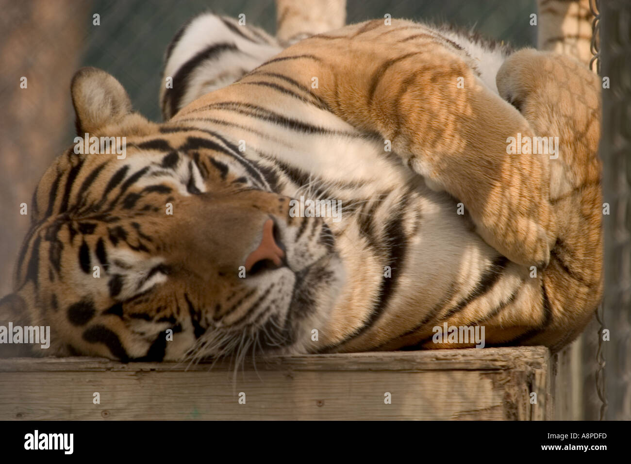 Tiger roars hi-res stock photography and images - Alamy