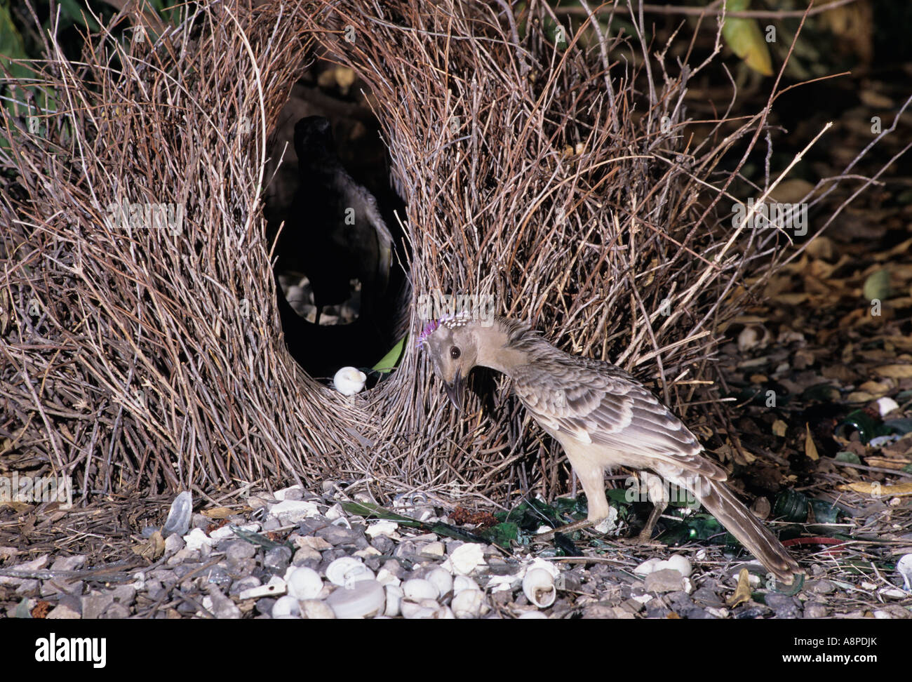 Great Bowerbird Chlamydera nuchalis Male at bower Photographed in ...