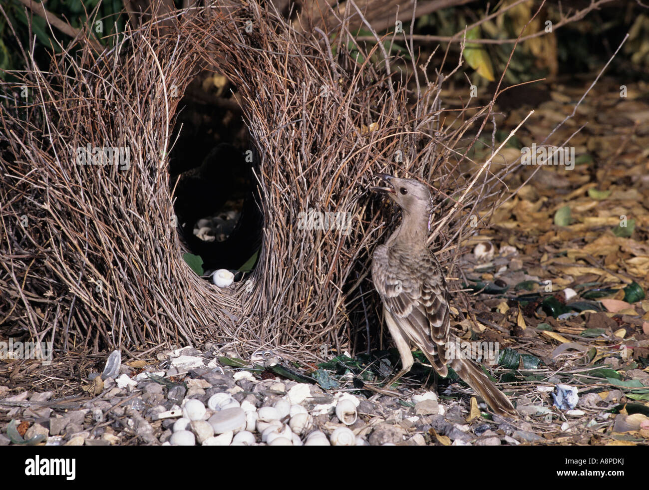 Male great bowerbird australia hi-res stock photography and images - Alamy