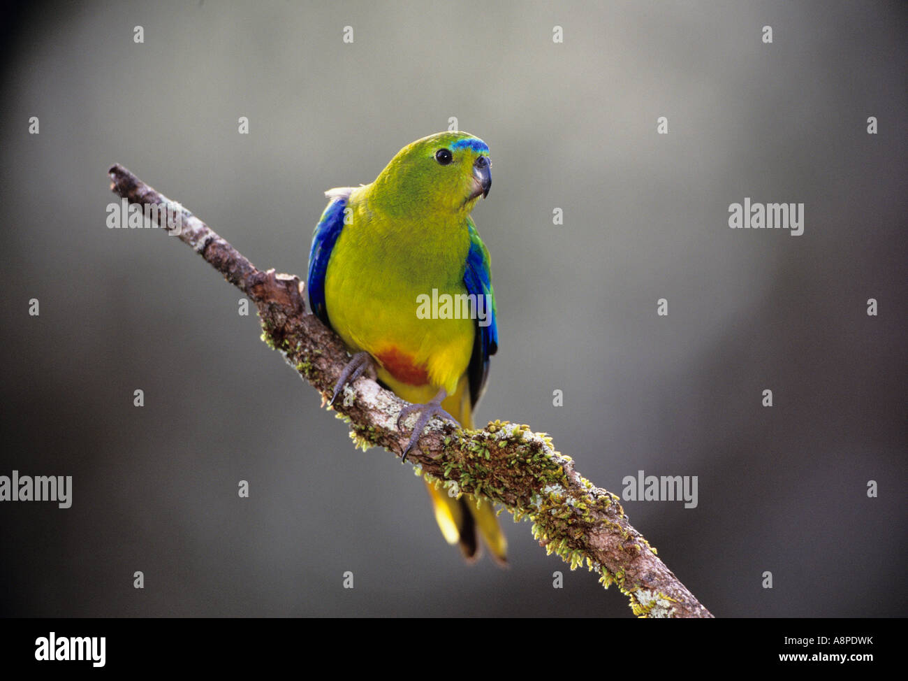 Orange-bellied Parrot Neophema chrysogaster Breeds only in South West ...