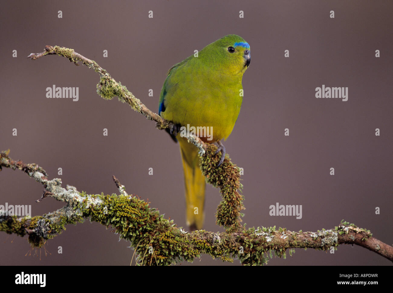 Orange-bellied Parrot Neophema chrysogaster Photographed in Tasmania ...