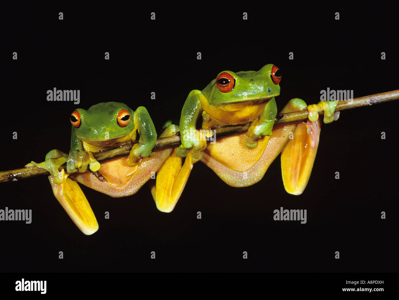 Orange thighed Tree Frog Litoria chloris Stock Photo - Alamy