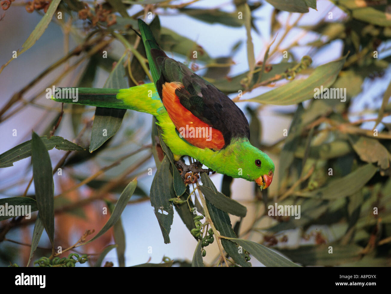 Red winged Parrot Aprosmictus erythropterus Photographed in Northern ...