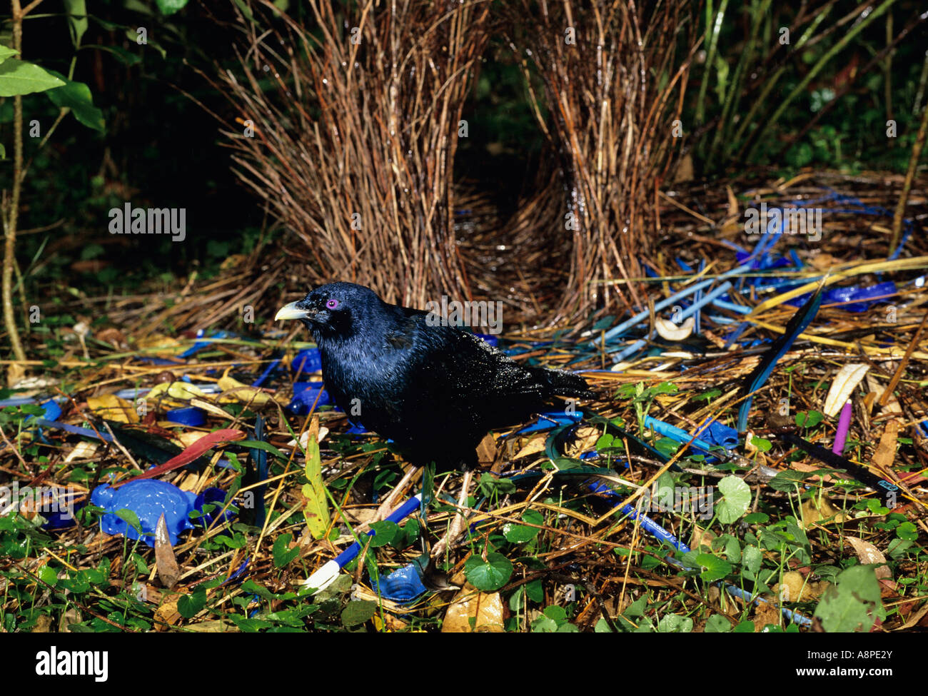 Satin Bowerbird Australia High Resolution Stock Photography and Images - Alamy