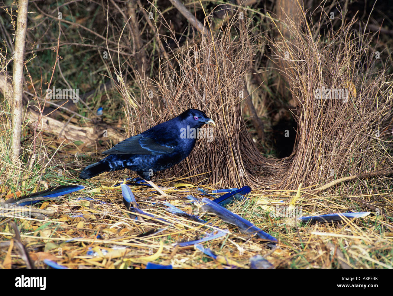 Satin bowerbird australia hi-res stock photography and images - Alamy