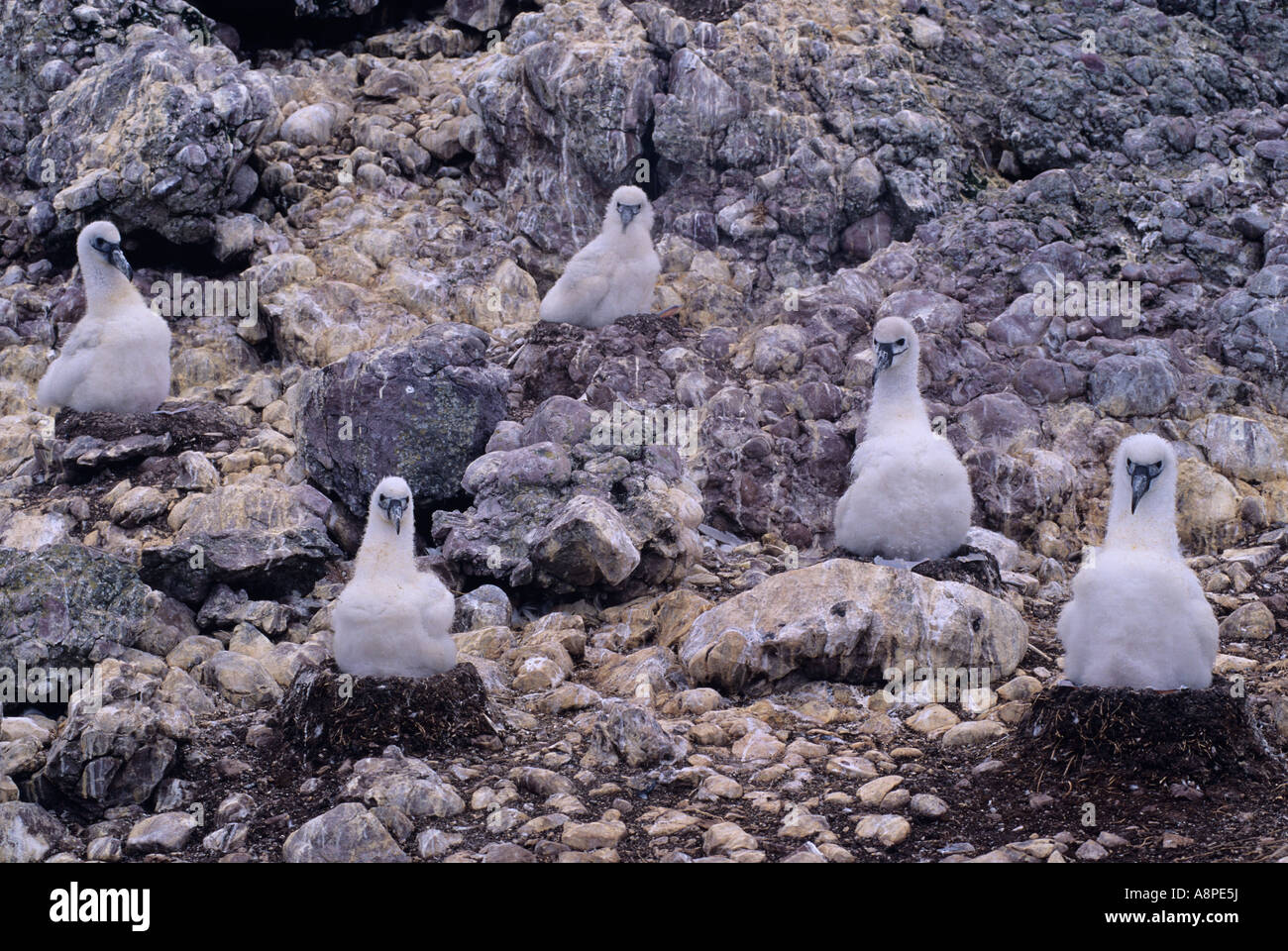 Shy Albatross Diomedea cauta Photographed on Albatross Island Tasmania ...