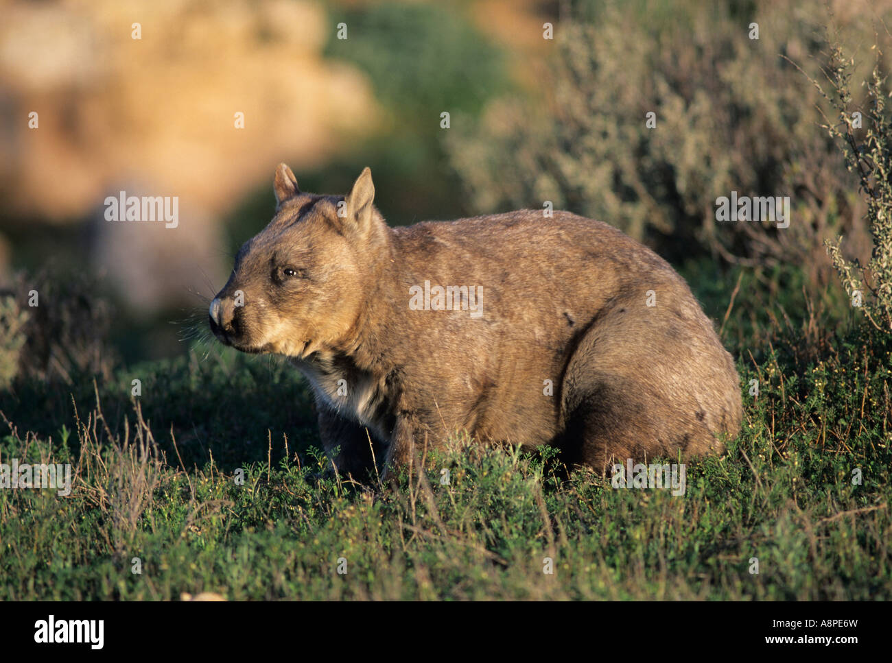 Southern Hairy-nosed Wombat Lasiorhinus latifrons Photographed in ...