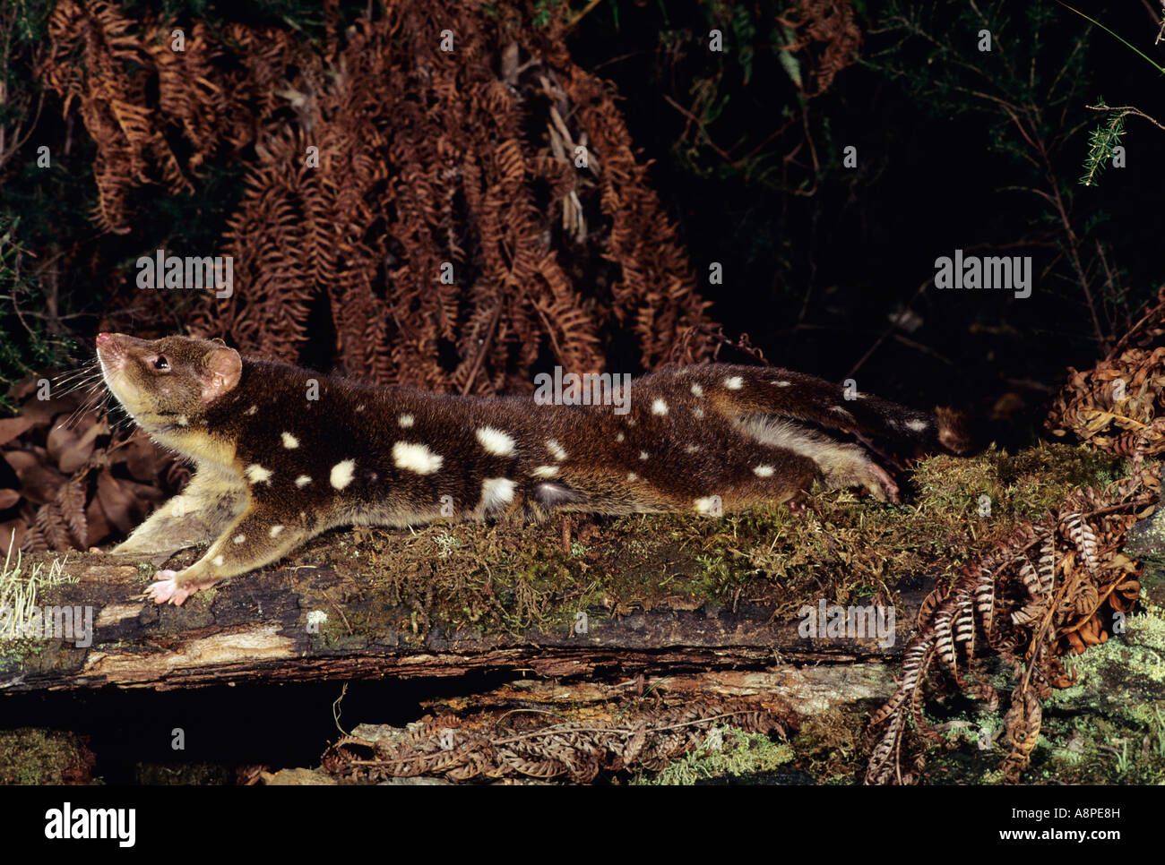 Spotted-tailed Quoll Dasyurus maculatus Photographed in Tasmania ...