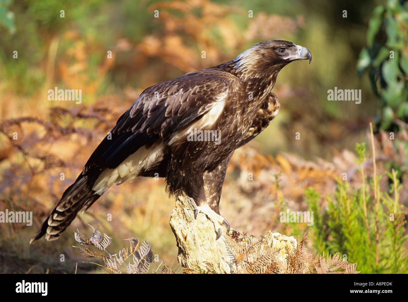 Wedge tailed Eagle Aquila audax Photographed in Tasmania Stock Photo ...