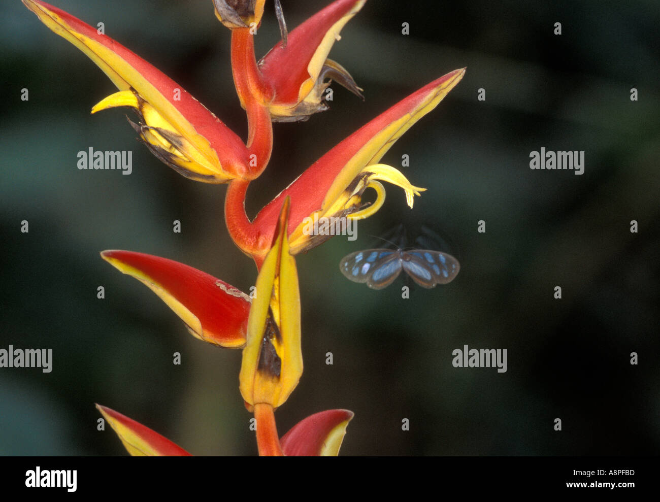 Butterfly FEEDING AT HELICONIA, Manuel Antonio National park, COSTA ...
