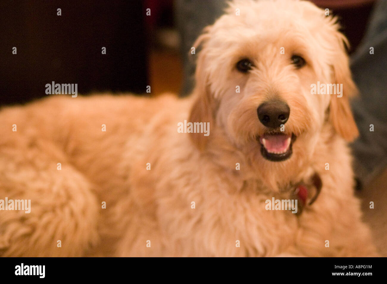 Goldendoodle named Gunner. St Paul Minnesota USA Stock Photo - Alamy