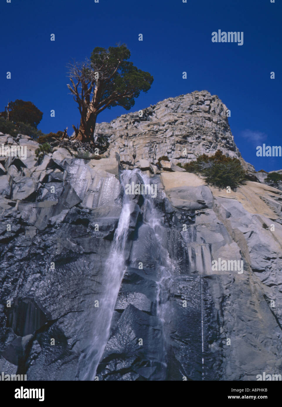 Tree and waterfall Stock Photo - Alamy