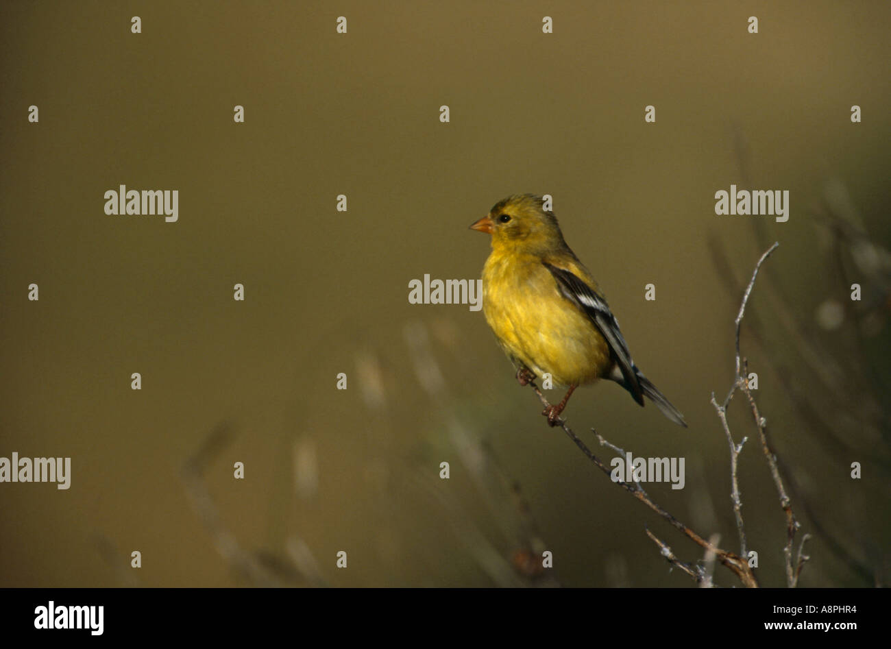 Female American Goldfinch Stock Photo - Alamy