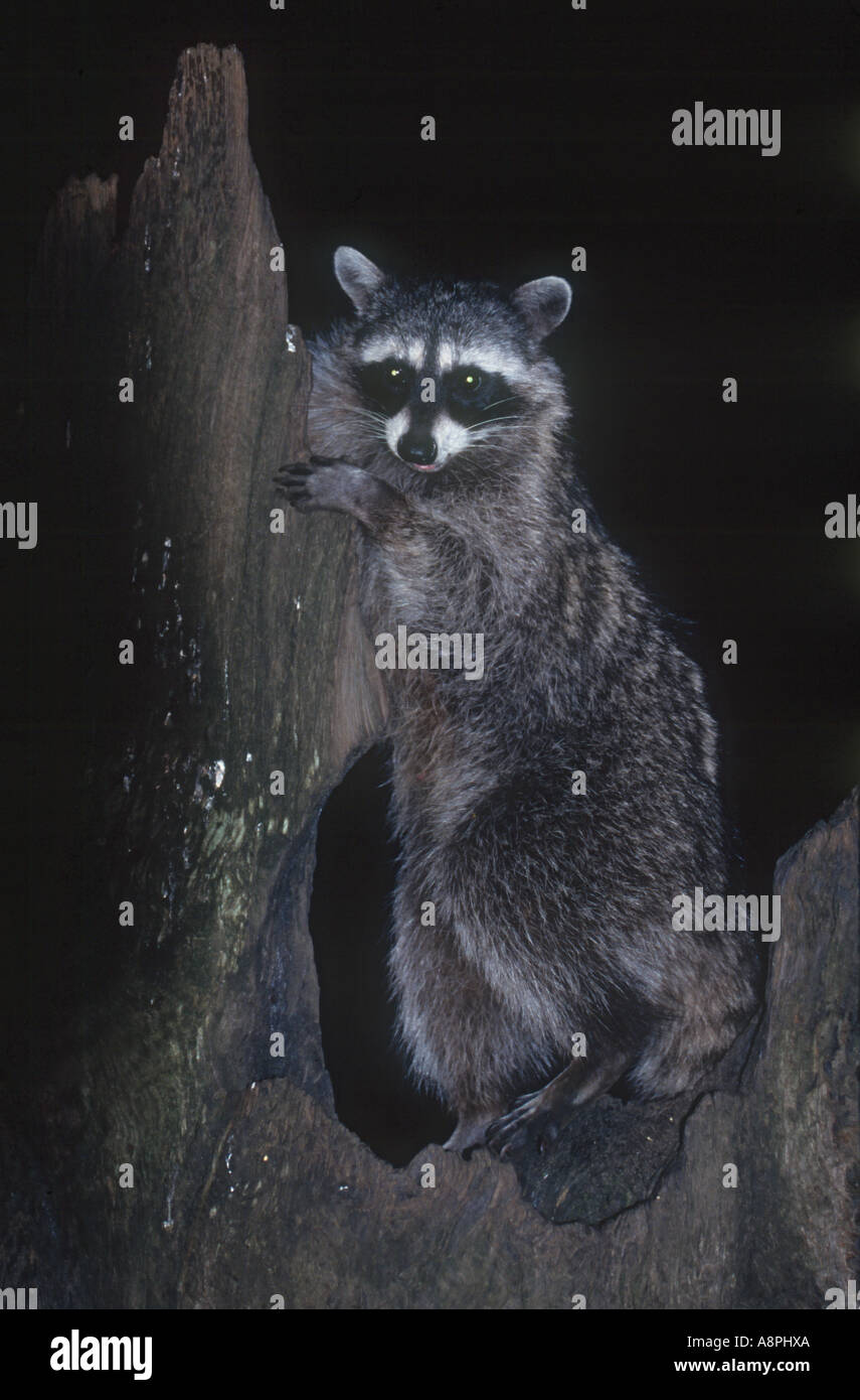 California raccoon hi-res stock photography and images - Alamy