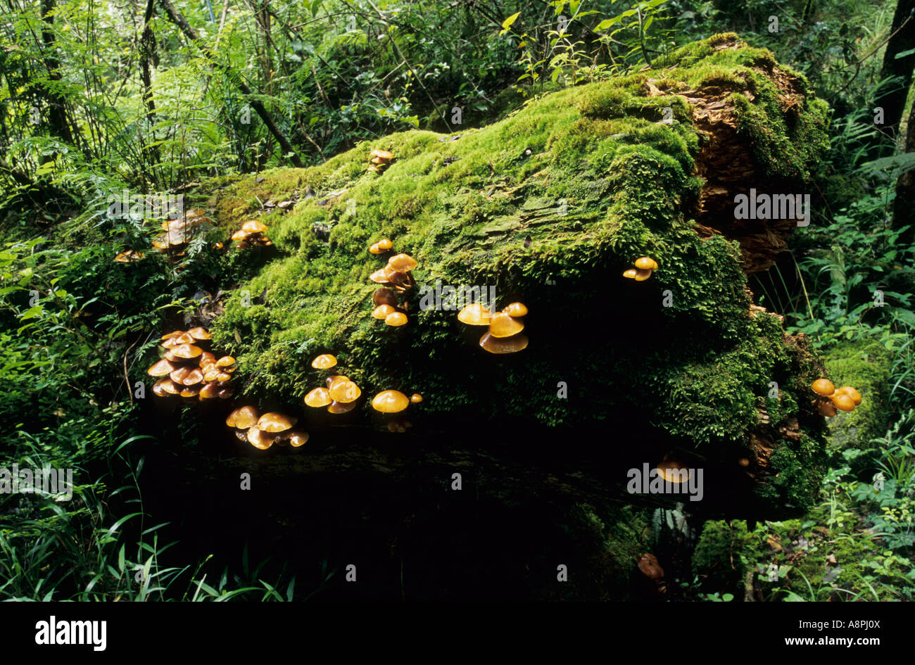 Beauty in nature, moss, fungi growth on dead fallen tree, Afro Montane ...