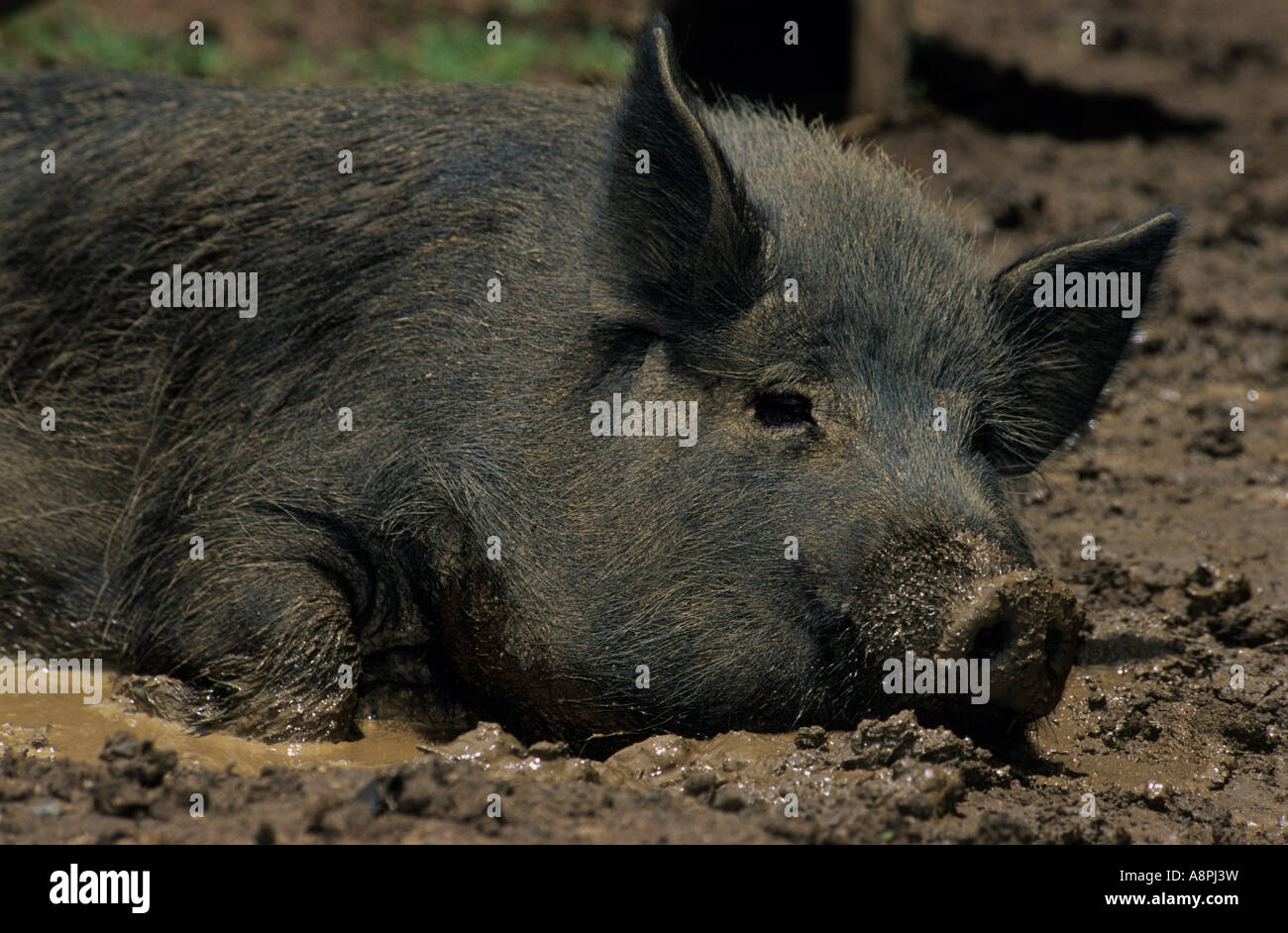 Animal, cute face, fat black domestic pig lying in mud bath, resting ...