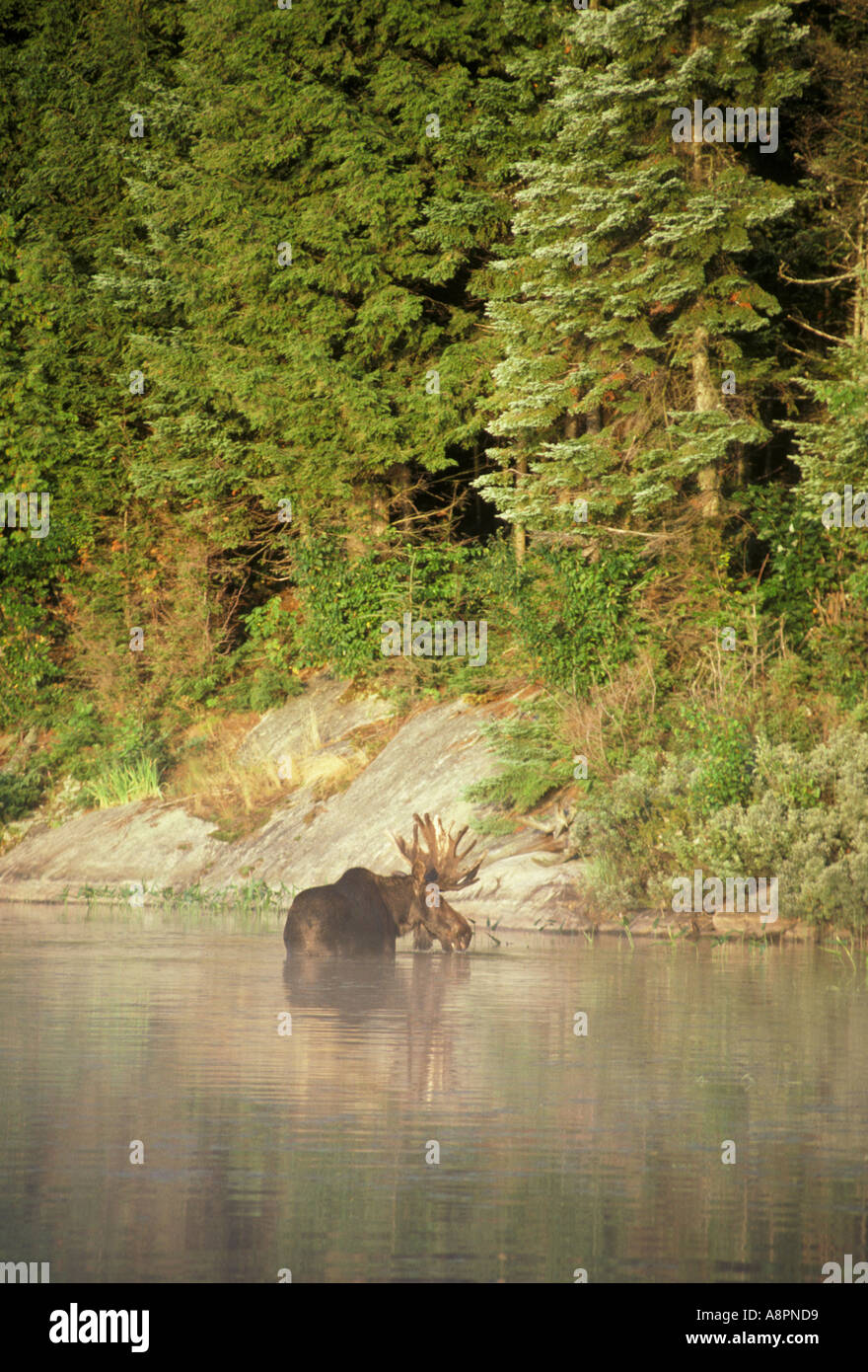 Bull Moose in Algonquin Provincial Park Stock Photo - Alamy