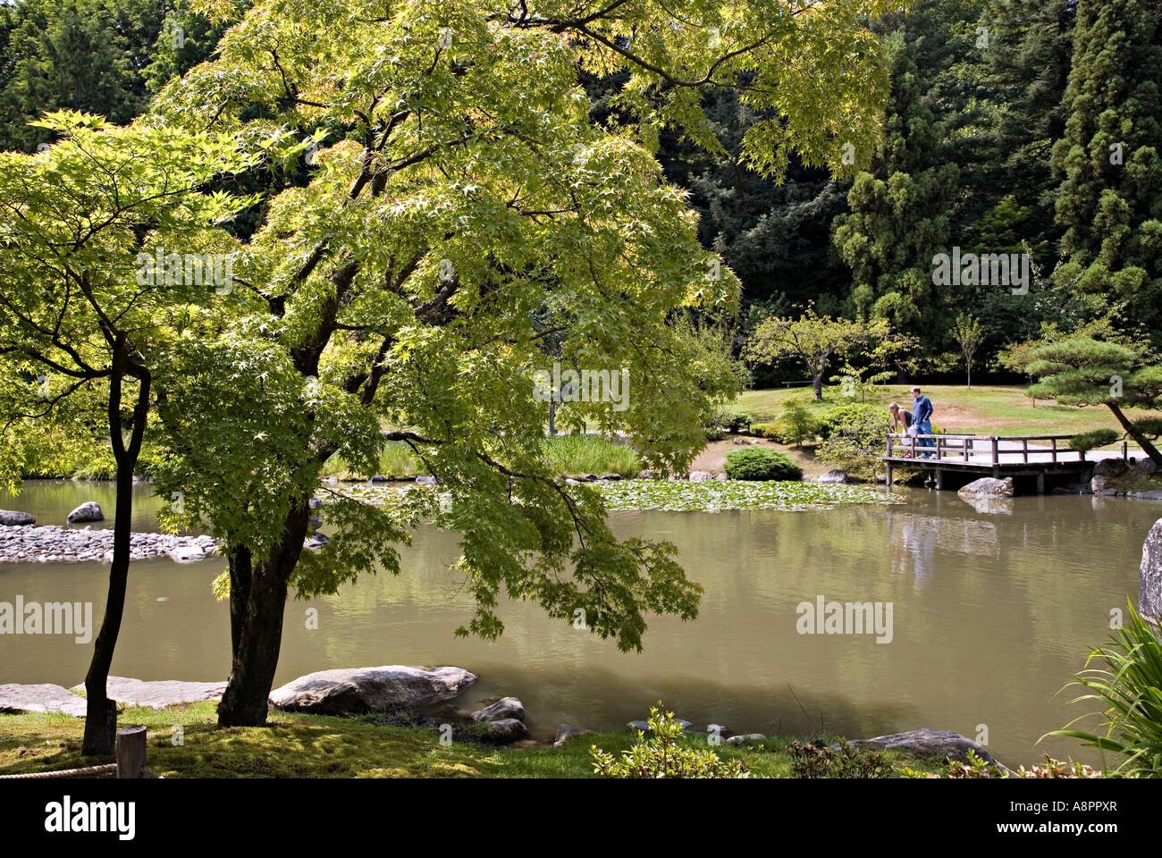 People enjoying the calm of the Japanese gardens with Acer tree in ...