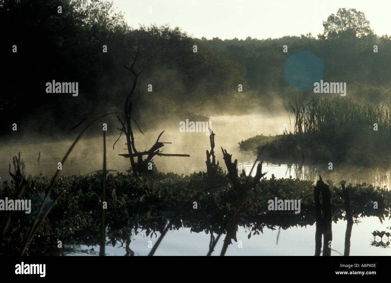 Epsom common nature hi-res stock photography and images - Alamy