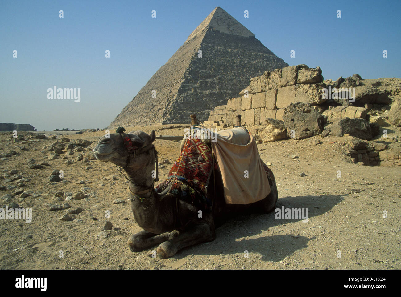 Camel outside the pyramid Stock Photo - Alamy