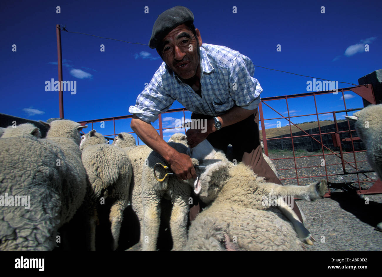 Sheep shearing argentina hi-res stock photography and images - Alamy
