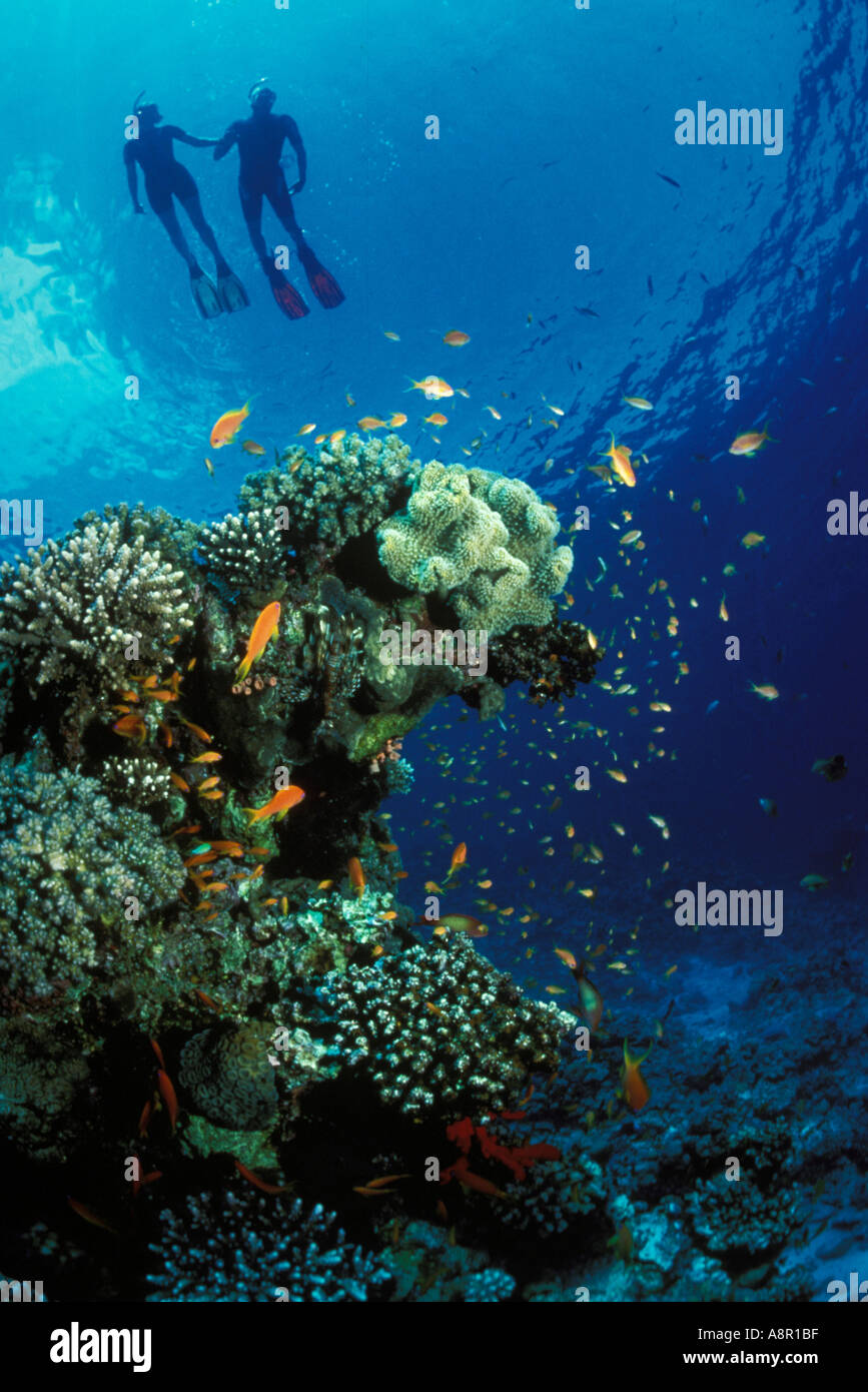 People snorkeling in the red sea Stock Photo - Alamy