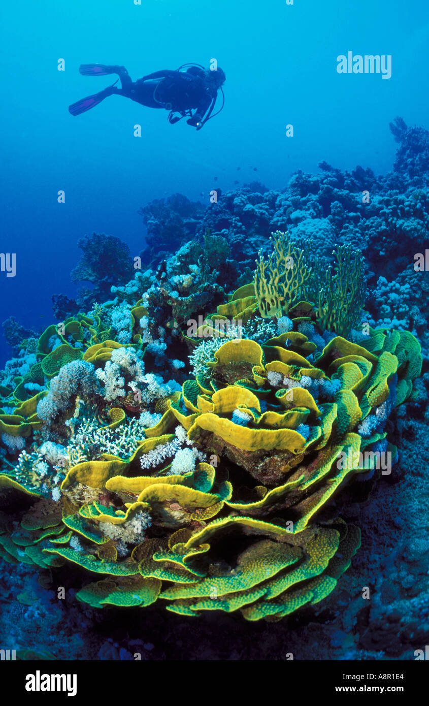 Scuba diver over yellow hi-res stock photography and images - Alamy