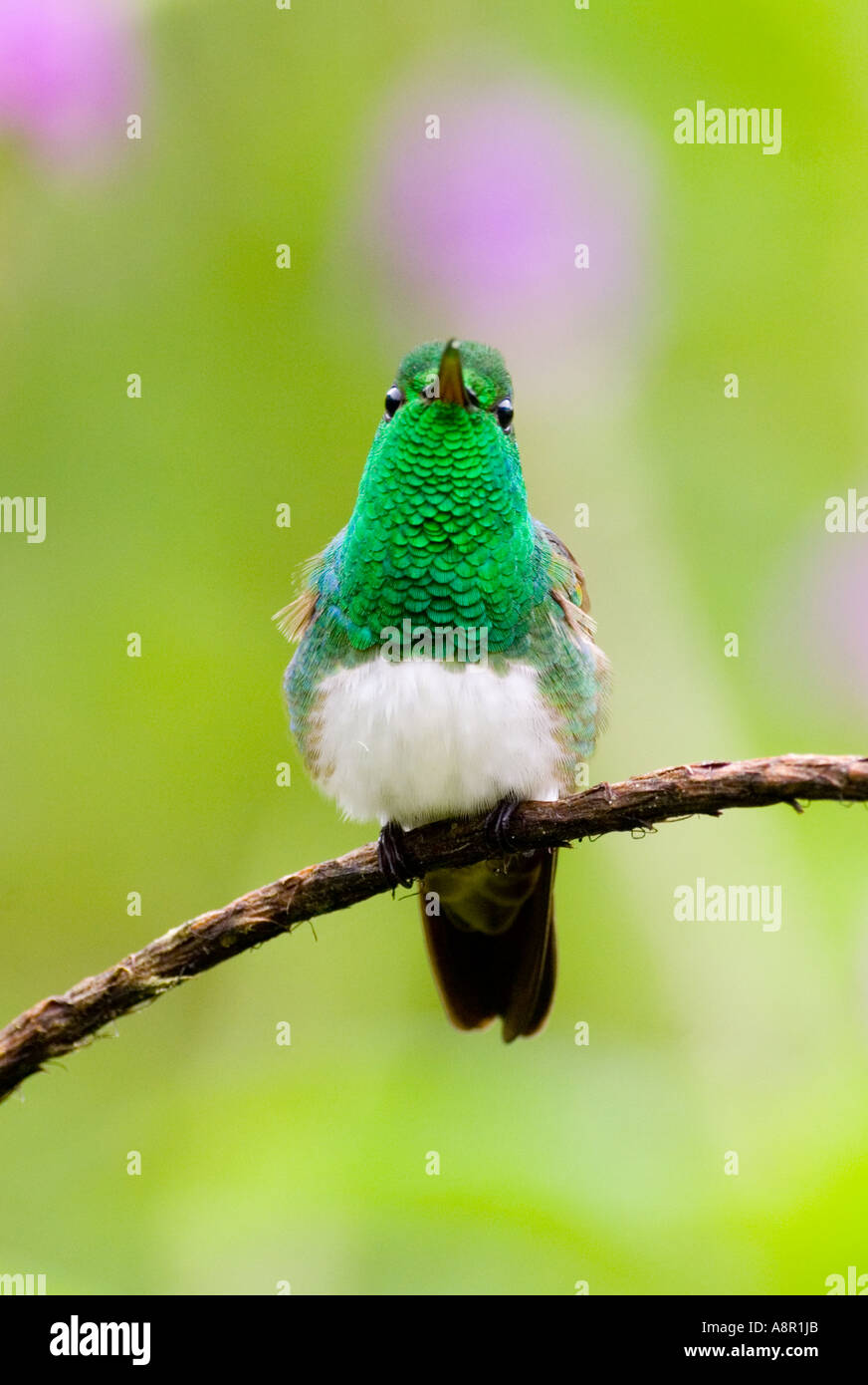 Snowy-bellied Hummingbird El Valle Panama Stock Photo - Alamy