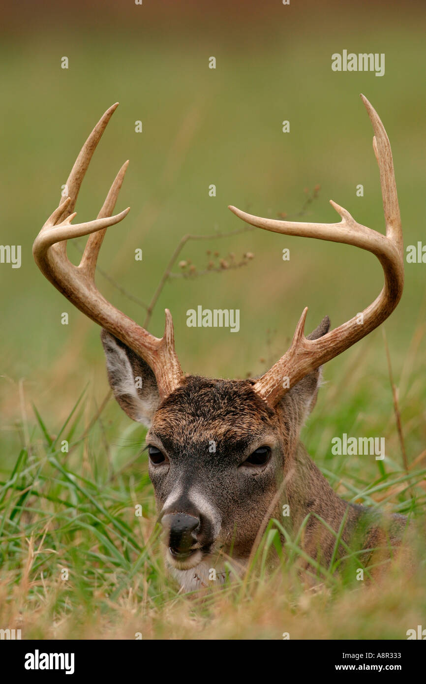 A large 11 point Whitetail Buck Stock Photo - Alamy