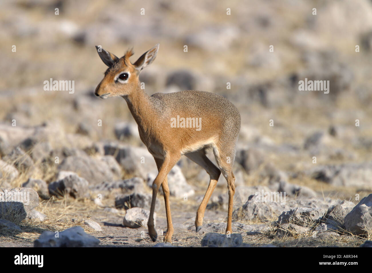 Dik Dik antelope Stock Photo - Alamy