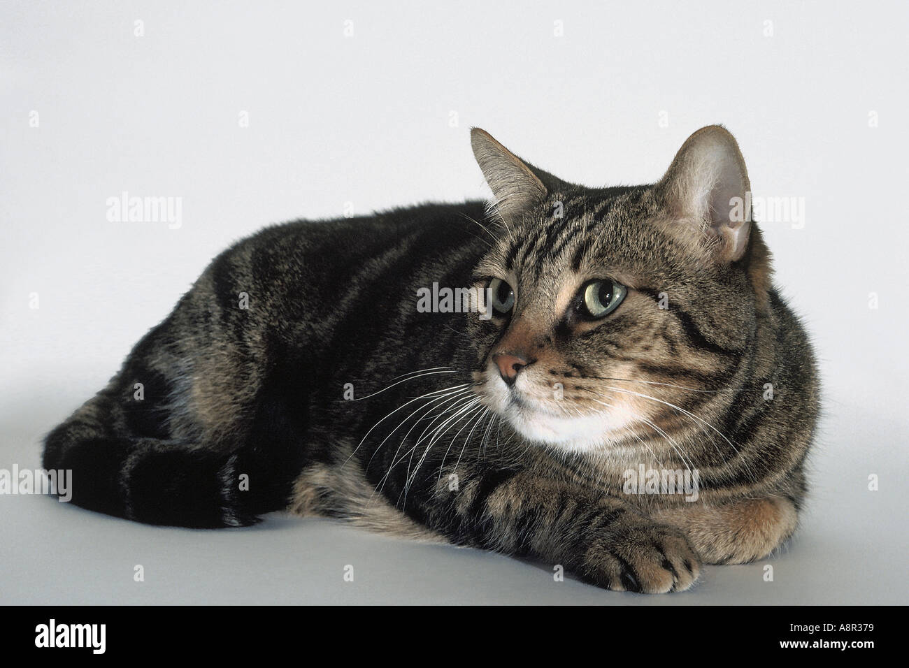 Classic brown swirled tabby cat Stock Photo - Alamy