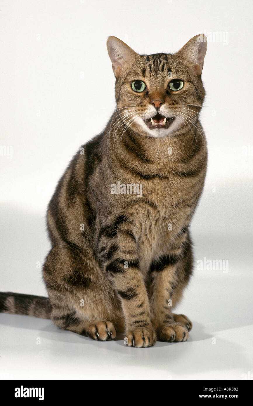 Tabby marking fur hi-res stock photography and images - Alamy