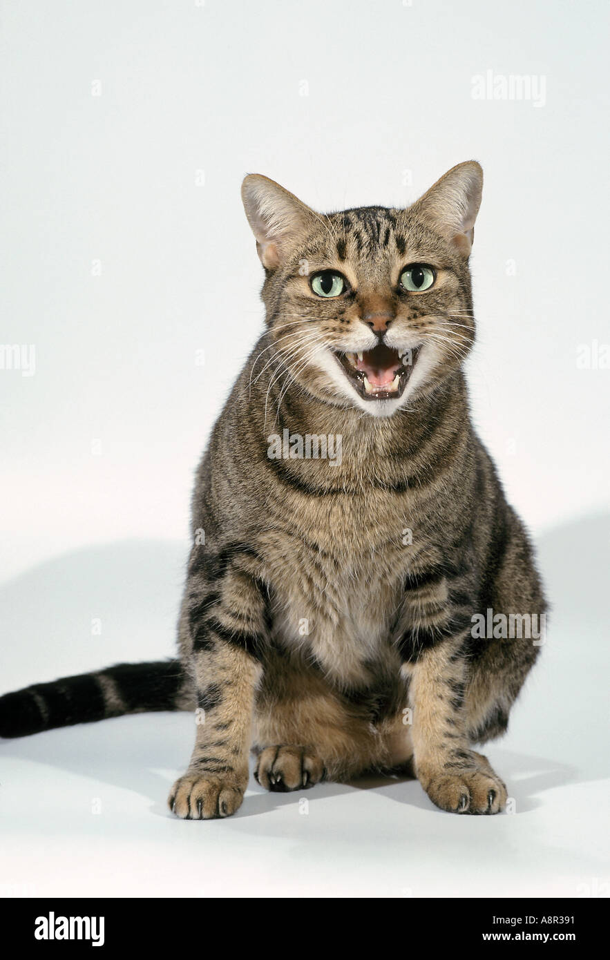 Tabby marking fur hi-res stock photography and images - Alamy