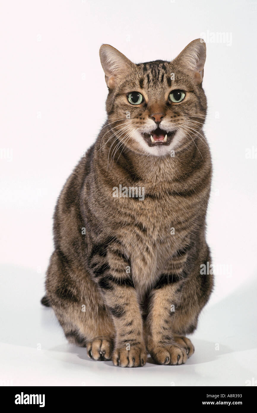 Brown Swirled Tabby sitting nice and polite Stock Photo - Alamy