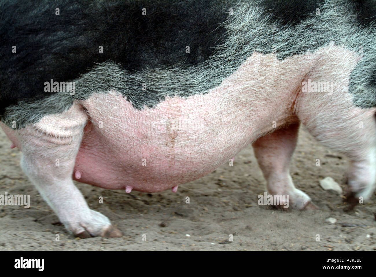 Fat pig obese hi-res stock photography and images - Alamy
