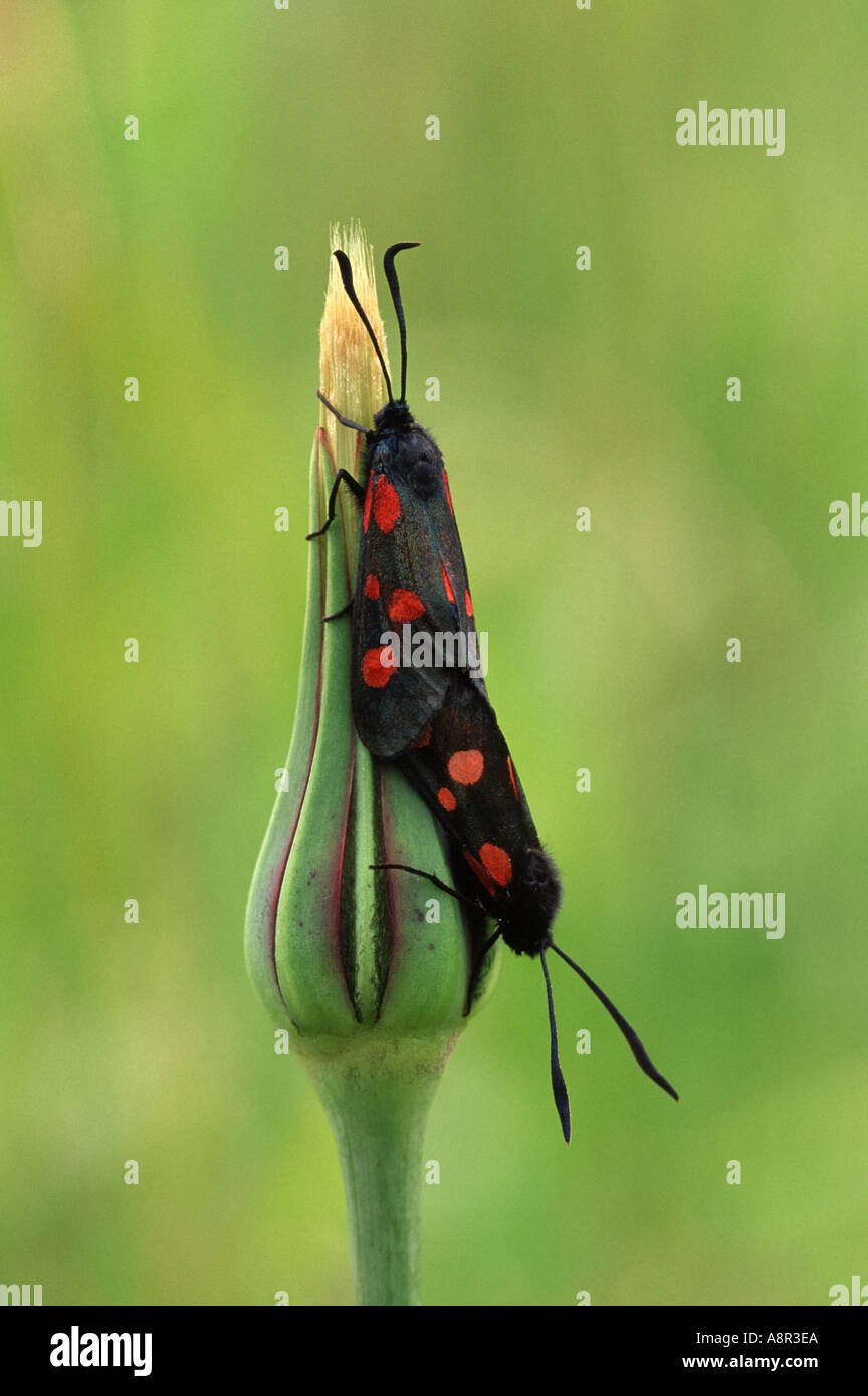 Five spot burnet mating hi-res stock photography and images - Alamy