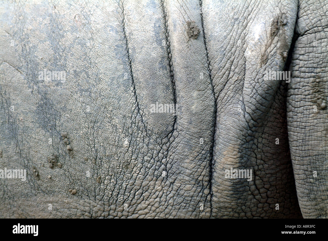 Animal moster hi-res stock photography and images - Alamy