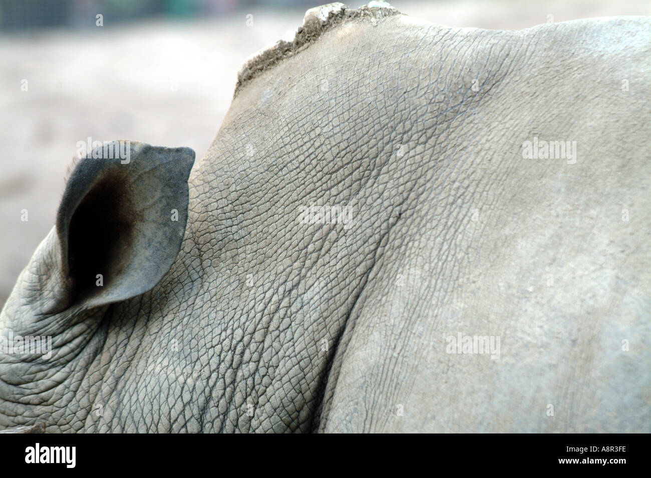 Animal moster hi-res stock photography and images - Alamy