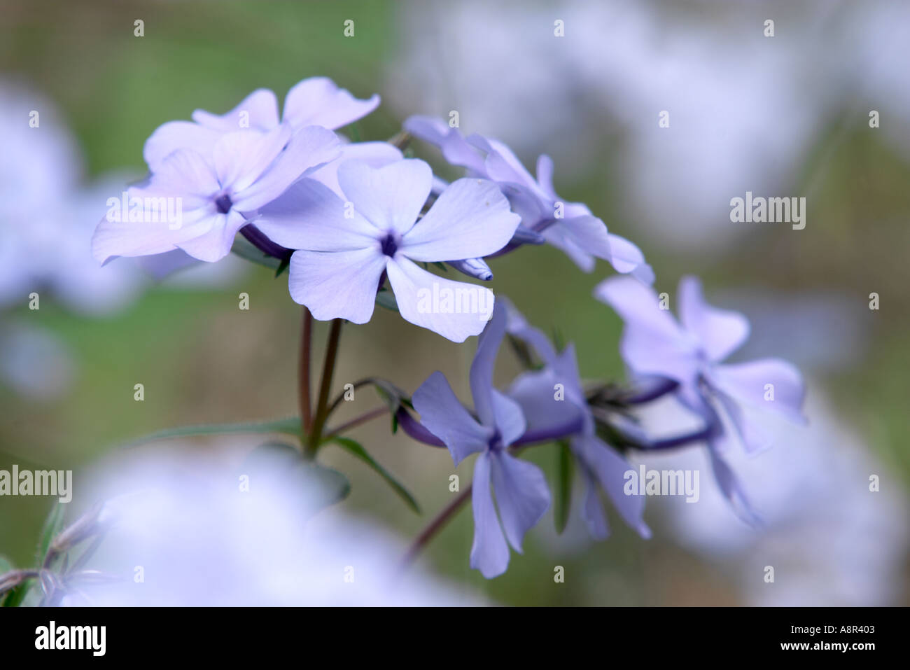 A stand of Wild Blue Phlox Phlox divaricata with one plant standing out ...