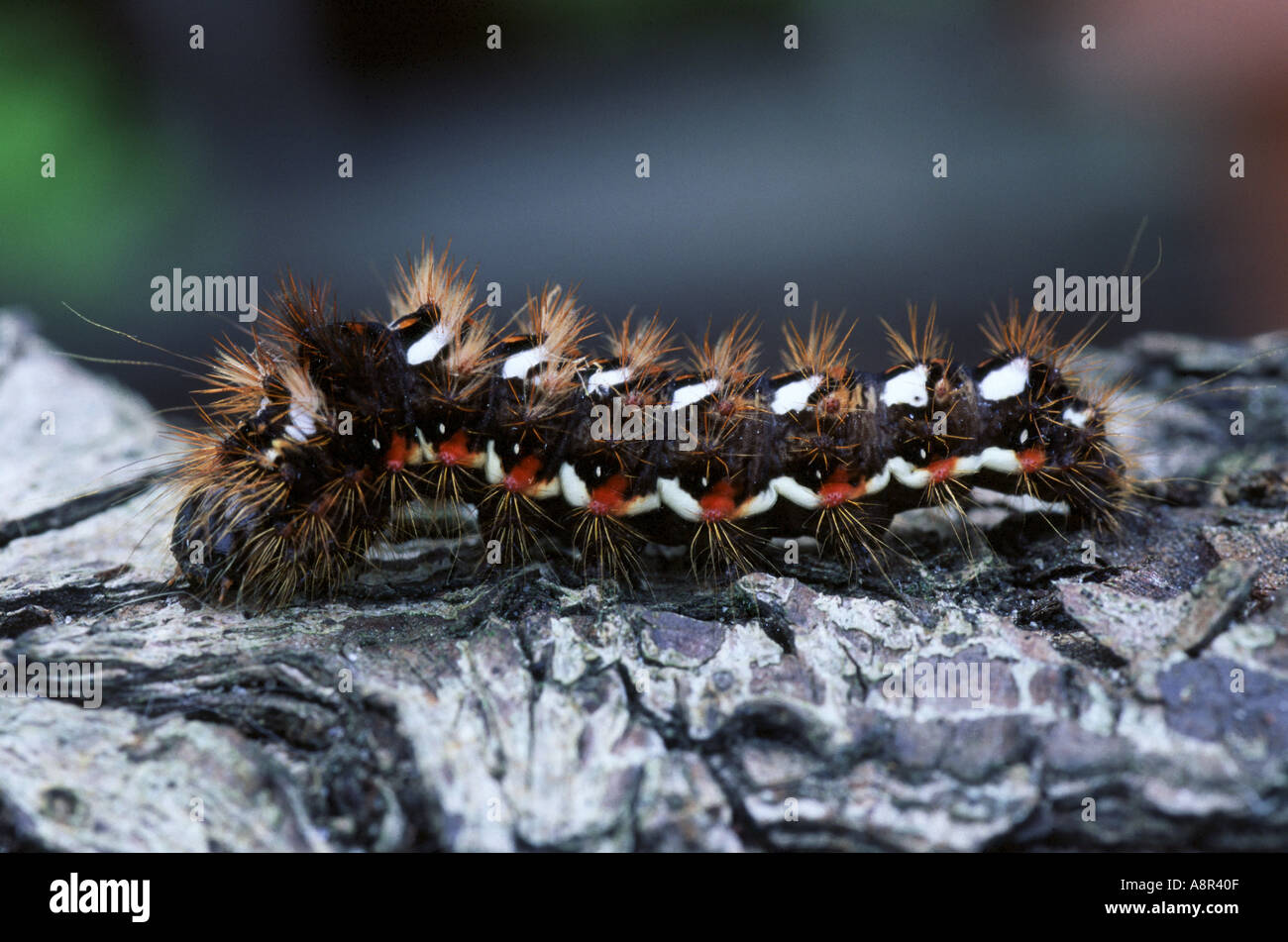 Knot Grass larva Acronicta rumicis Stock Photo - Alamy