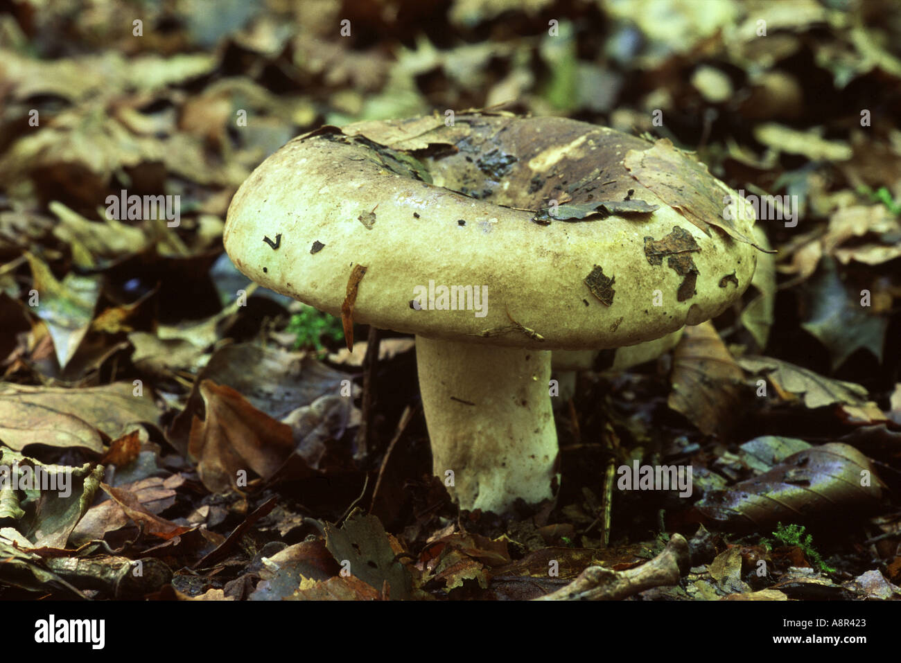 Russula nigricans hi-res stock photography and images - Alamy