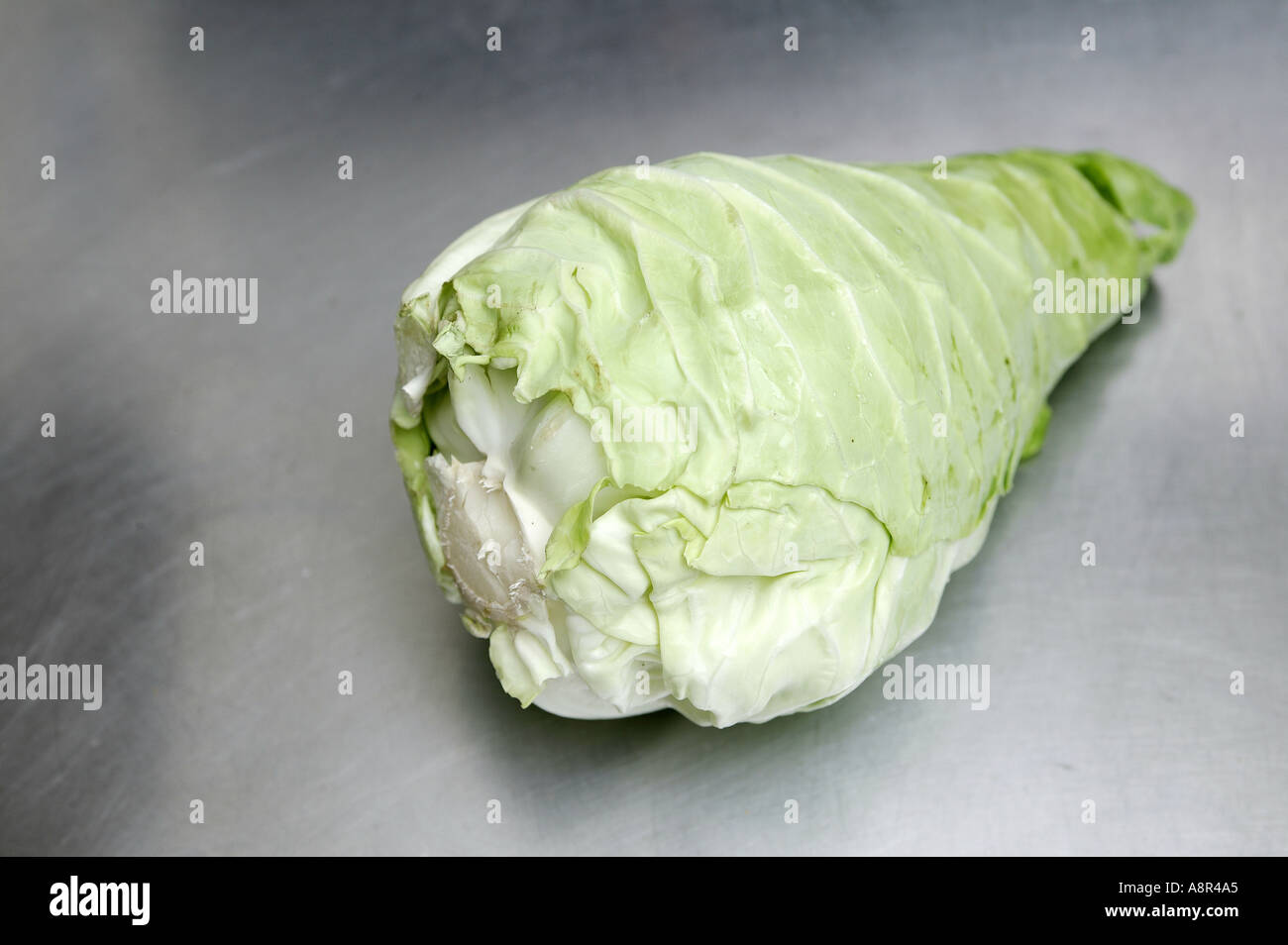 Cabbage on a stainless steel work top Stock Photo - Alamy