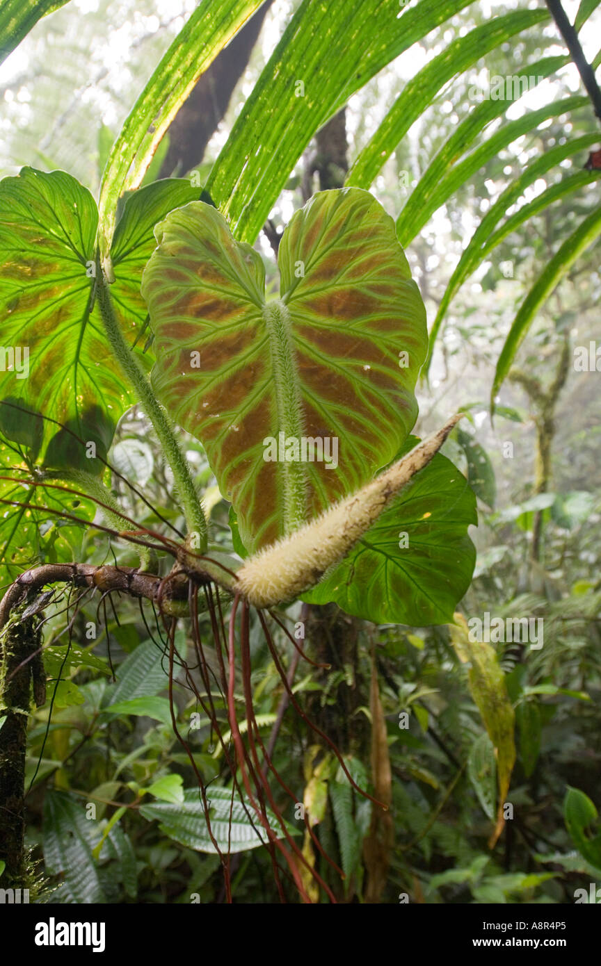 Elfin forest hi-res stock photography and images - Alamy